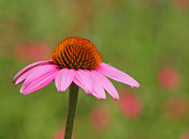 Cone Flower stock image. Image of species, texture, form - 3349255