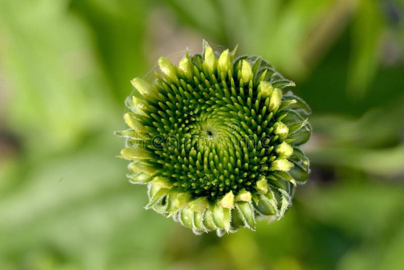 Cone Flower before Blooming Stock Photo - Image of garden, spring: 90126192