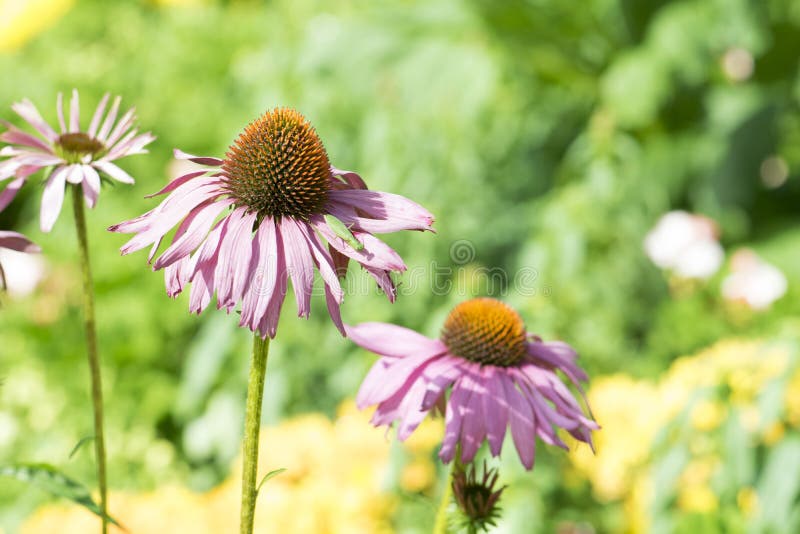 Cone Flower, Echinacea Flower Background Stock Photo - Image of ...