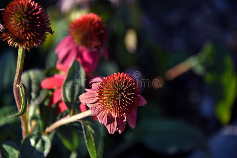 Cone Flower in Oregon stock photo. Image of closeup - 293093482