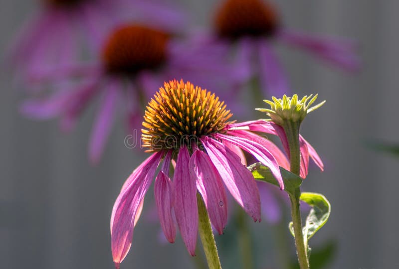 Cone-flowers in a Summer Garden Stock Photo - Image of homeopathy ...