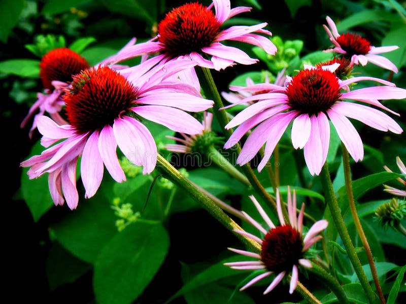 Cone Flowers stock photo. Image of purple, lavender - 157204442