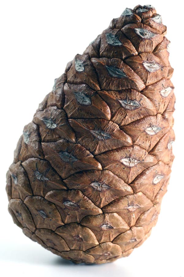 Pine cone base stock photo. Image of nature, tree, bottom - 47768