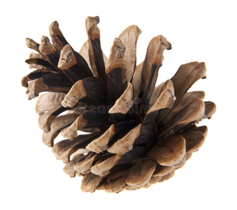 Cone Isolated on White Background Stock Photo - Image of pine, spruce ...
