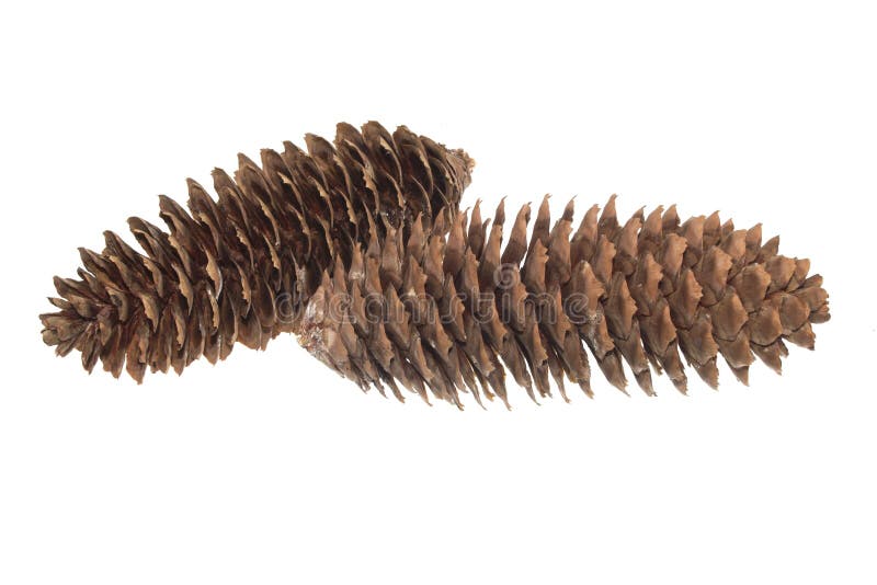 Cone Isolated on White Background Stock Photo - Image of autumn ...