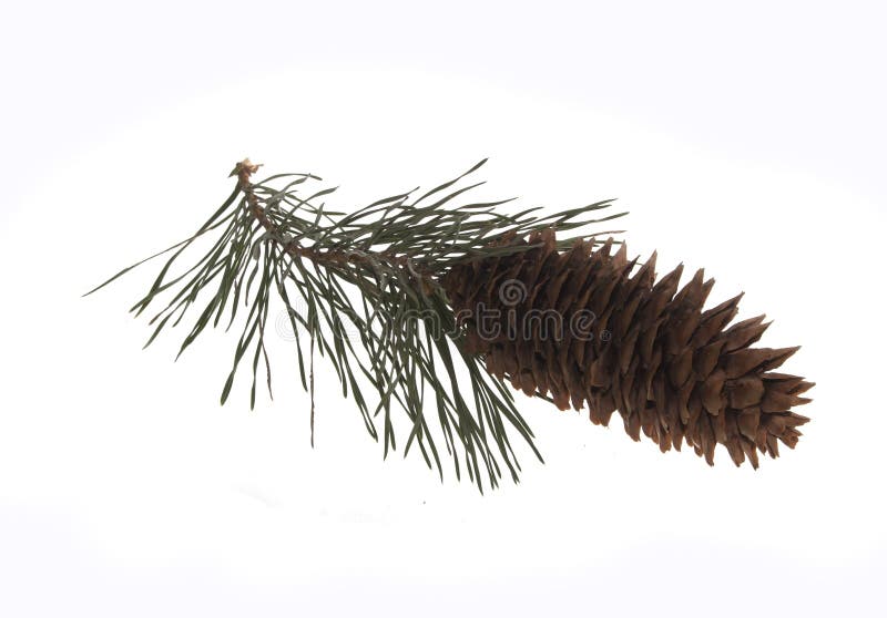 Cone Isolated on White Background Stock Image - Image of nature, fruit ...