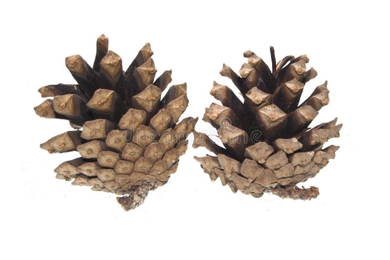 Cone Isolated on White Background Stock Photo - Image of background ...