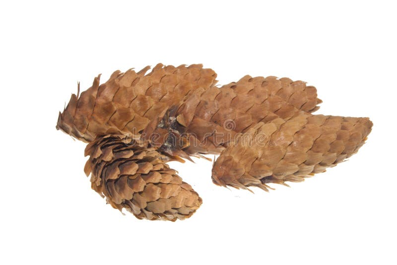 Cone Isolated on White Background Stock Image - Image of branch, cones ...