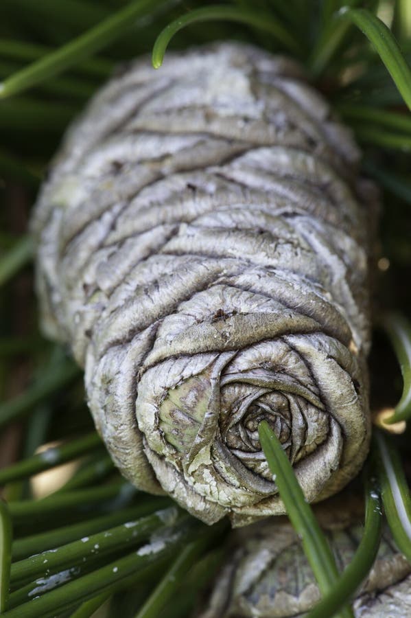 Cone Japanese Umbrella-Pine Tree Stock Image - Image of public ...