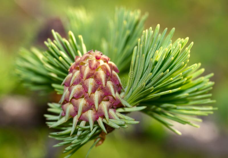 Larch stock photo. Image of close, biology, gorny, floral - 90554902