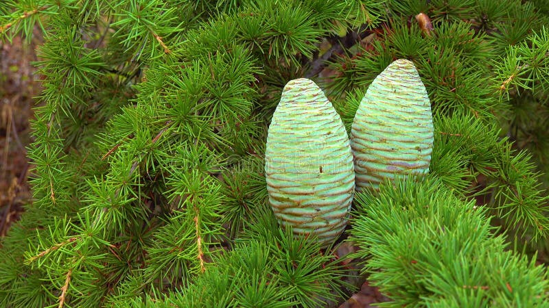 A Cone of Lebanese Cedar Cedrus Libani on a Background of Green Needles ...