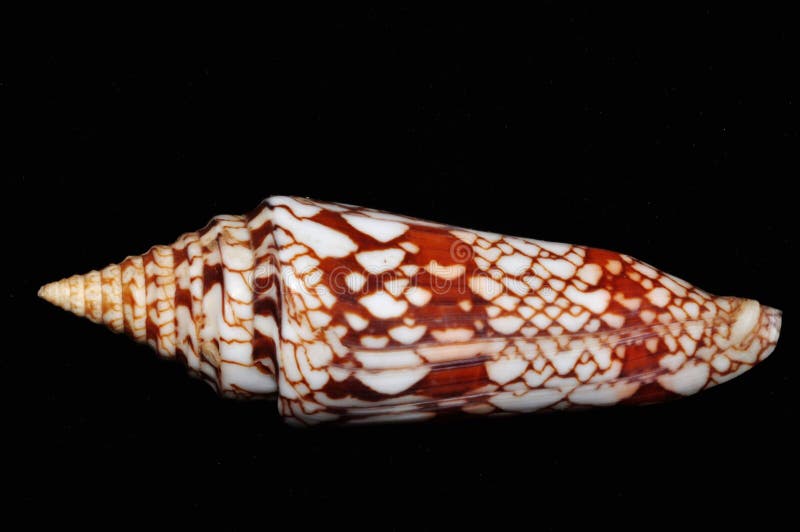 Cone Milneedwardsi Shell stock image. Image of still - 339460775