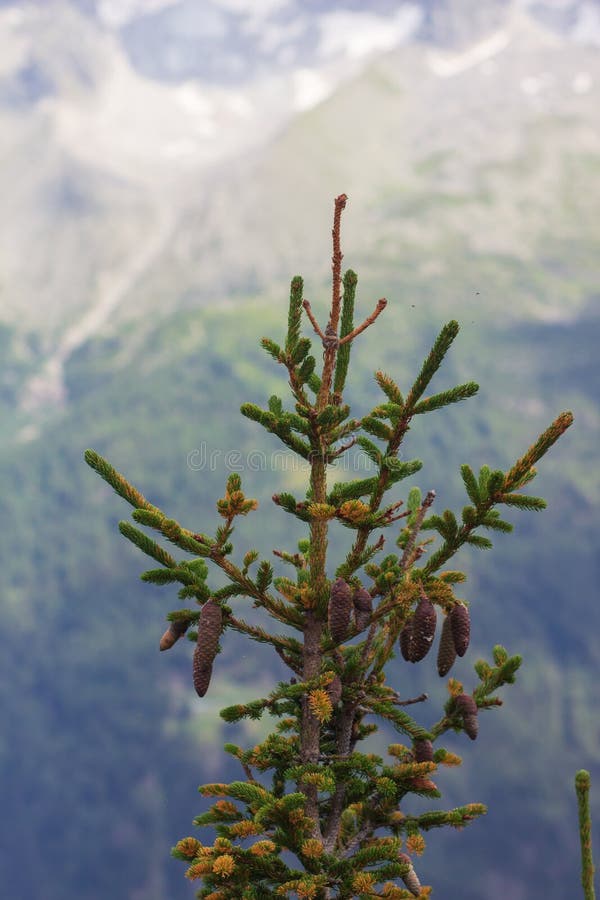 Cone Mountain Landscaped Framed by a Tree in the Foreground Stock Image ...