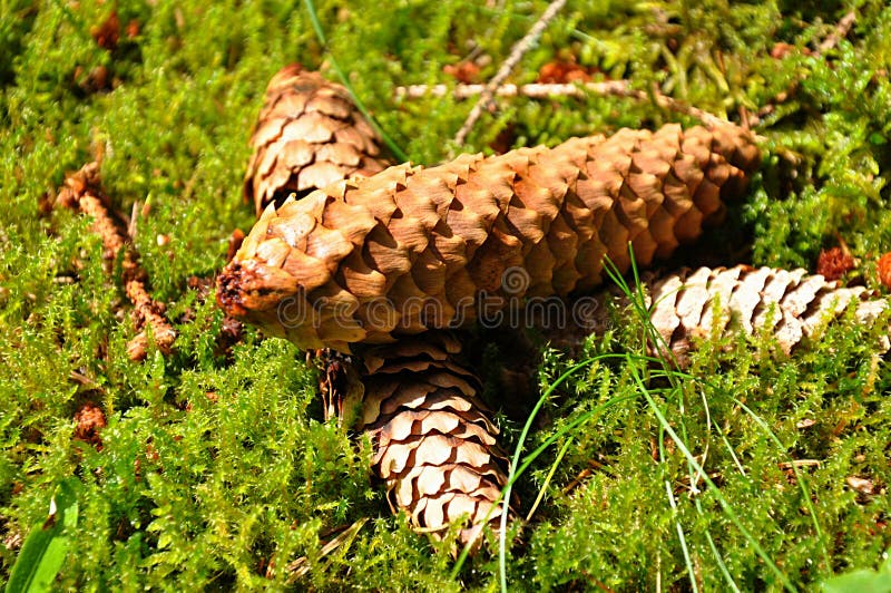 Cone and nature stock photo. Image of fuel, leaves, naturen - 99385304