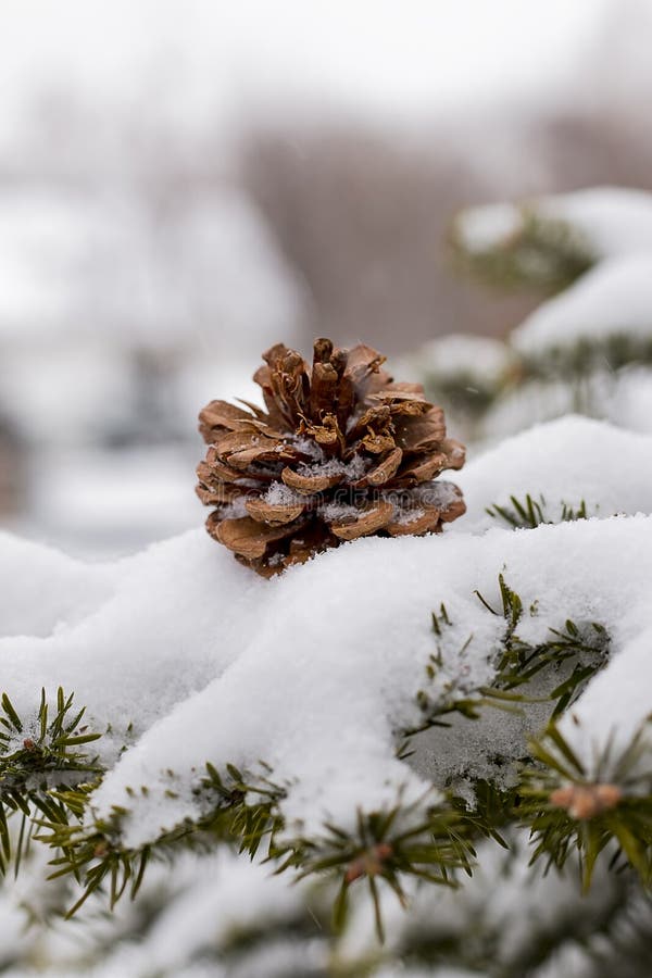 Cone without nut stock image. Image of snow, year, feed - 168668465