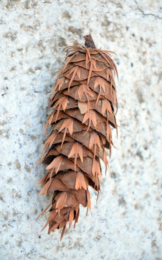 Cone stock image. Image of conifer, family, forest, concrete - 40663599