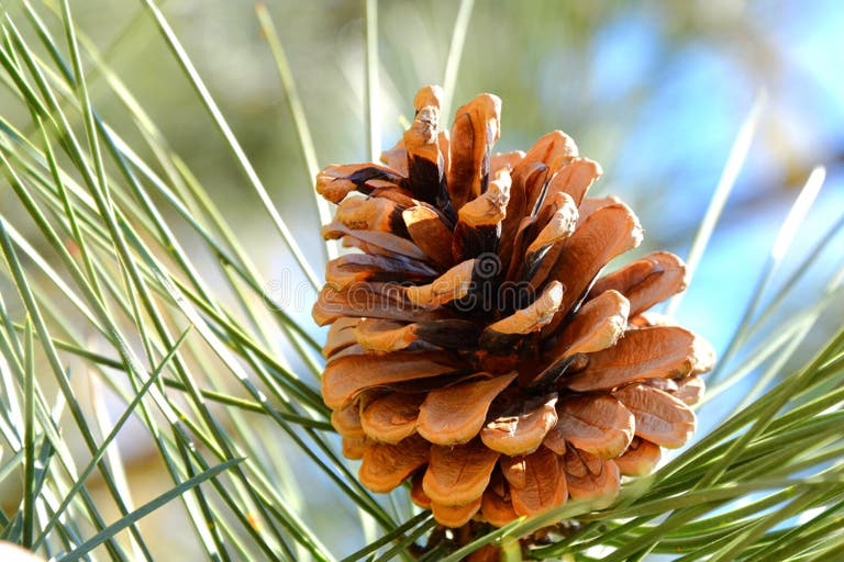 New Pine Cone Sprout Branch Eastern White Tree Stock Photos - Free ...