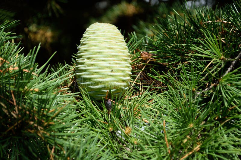 Cone stock image. Image of forest, cone, tree, plant - 57282305