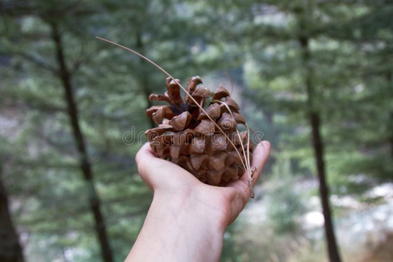 Cone of the Roxburg pine stock photo. Image of needle - 137910478