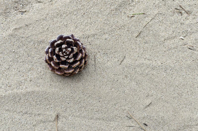 Cone on the Sand at the Beach Stock Photo - Image of outdoors, natural ...