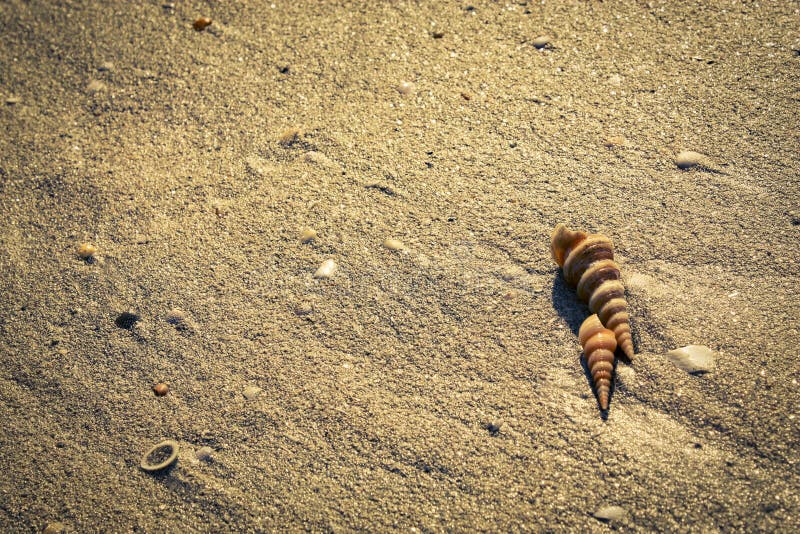 Cone Seashells on the Beach Stock Image - Image of fauna, exotic: 111981979
