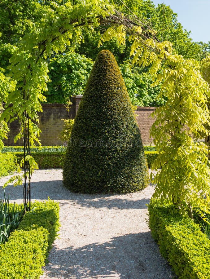 Cone Buxus Bushes in a Specialized Nursery in Netherlands Stock Photo ...