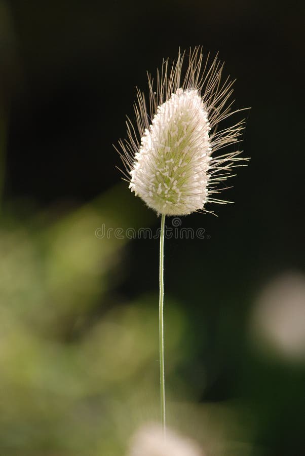 Cone Shaped Grass Head on Long Stem Growing with Other Flowers Stock ...