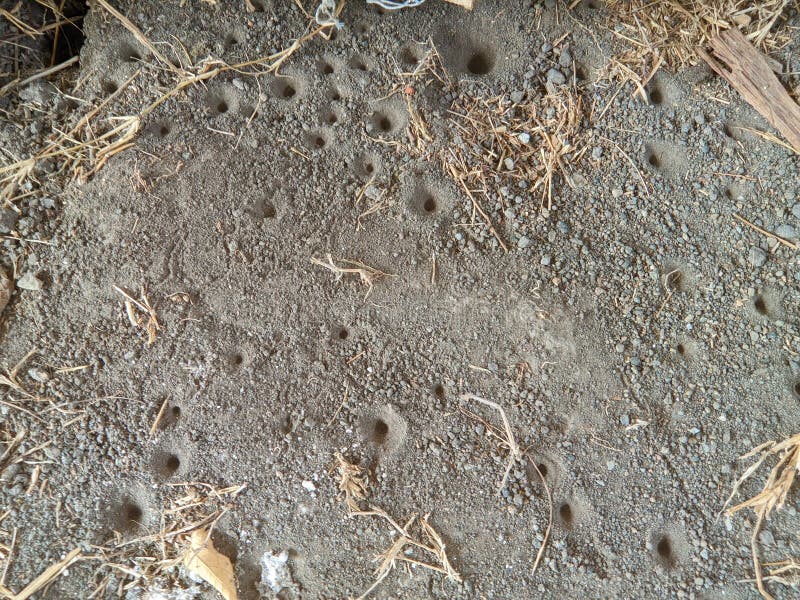 A Cone-shaped Hole in the Ground Which is a Trap Made by Doodlebugs or ...