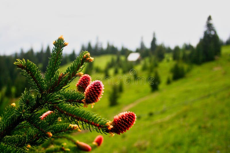 Cone-shaped Pine Cones on the Branches of a Pine Tree in a Secluded ...
