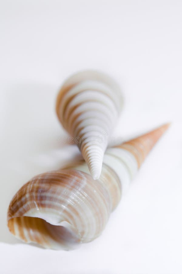 Cone shaped sea shells stock photo. Image of background - 17636726