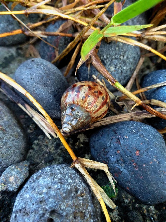 Snail Hides Inside Its Shell Stock Photo - Image of invertebrate ...