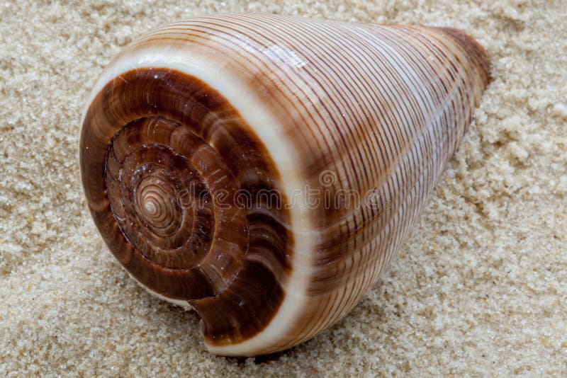 Cone Shaped Shell on Soft Sand Stock Image - Image of shaped, aquatic ...