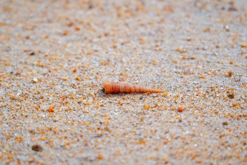 Cone-shaped Shell Washed Up on the Shore of a Sandy Tropical Exotic ...