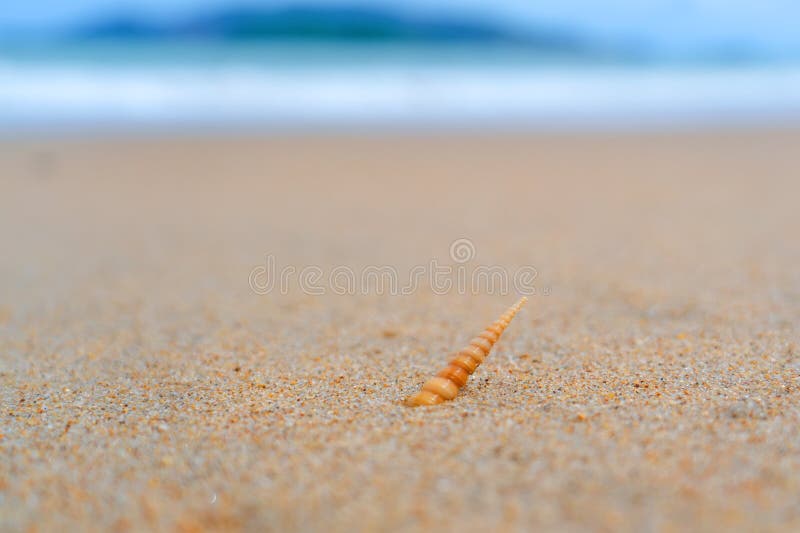 Cone-shaped Shell Washed Up on the Shore of a Sandy Tropical Exotic ...