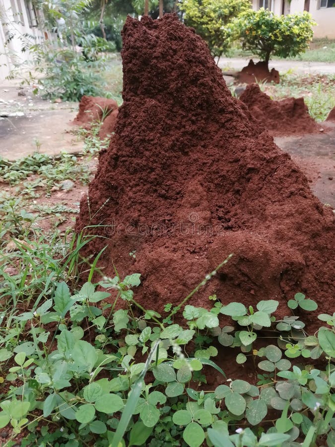 Cone Shaped Termites Home - Generally for Snakes Stock Photo - Image of ...