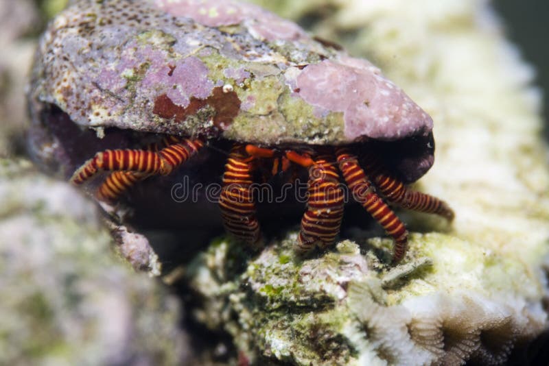 Dwarf Zebra Hermit Crab - Calcinus Laevimanus Stock Photo - Image of ...
