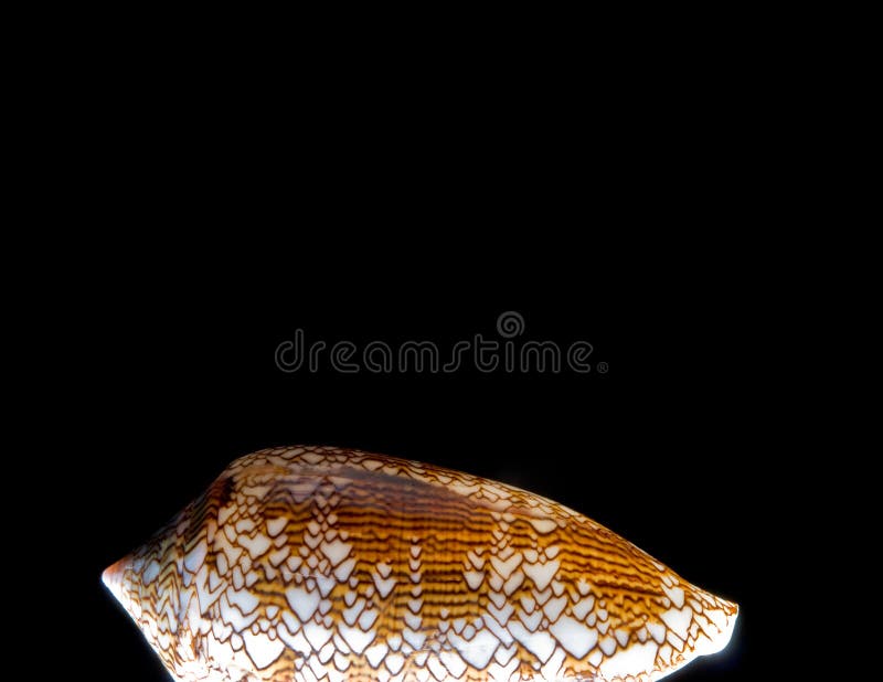 Cone Shell stock photo. Image of isolated, abstract, background - 46271592