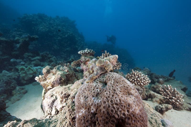 Cone shell and ocean stock photo. Image of ocean, sunbeam - 13810286