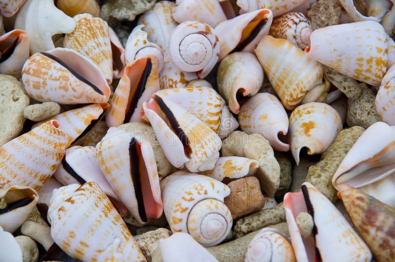 Cone shells stock image. Image of stones, macro, cone - 28671263