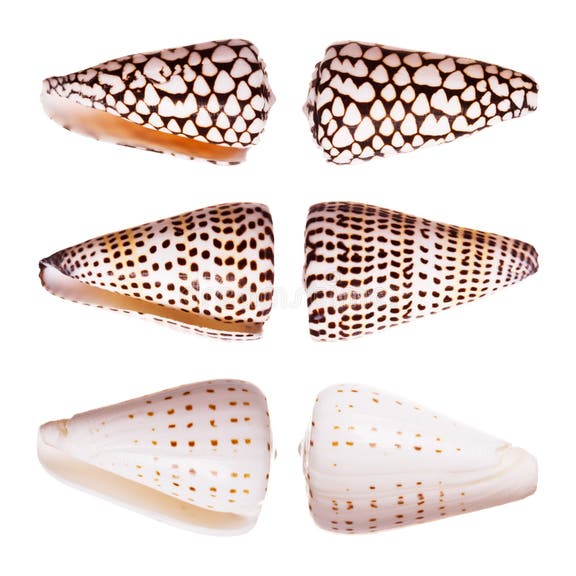 Cone Shells stock photo. Image of bottom, pair, close - 3085260