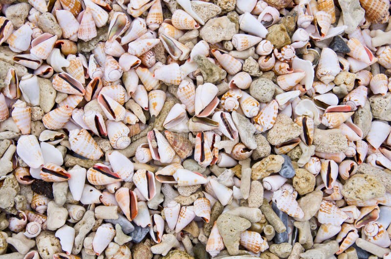 Cone shells and dead coral stock image. Image of white - 28671259