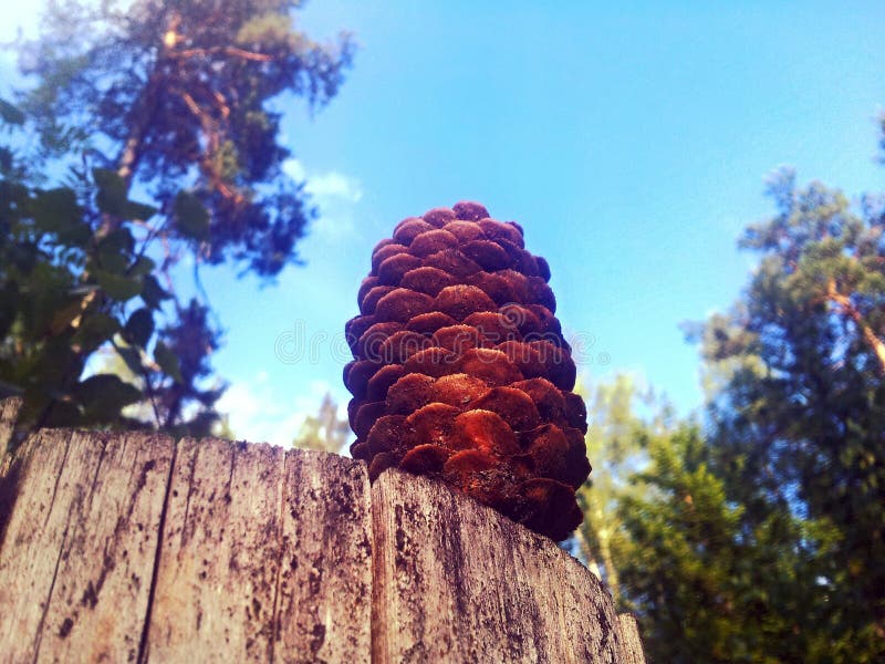 Cone stock image. Image of landscape, colors, tree, colorful - 42714561