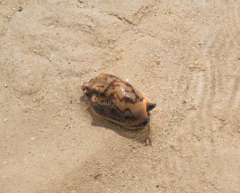 Cone snail at the beach stock image. Image of sand, cone - 53865747