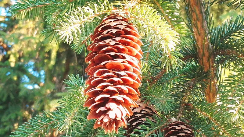 Cone stock image. Image of solar, tree, sunlight, cone - 98900457