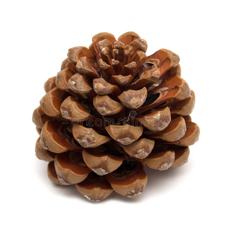 Cone of Stone Pine, Pinus Pinea Stock Image - Image of brown, pinones ...