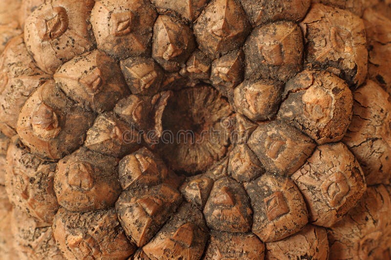 Cone texture stock photo. Image of detail, macro, tree - 13770510