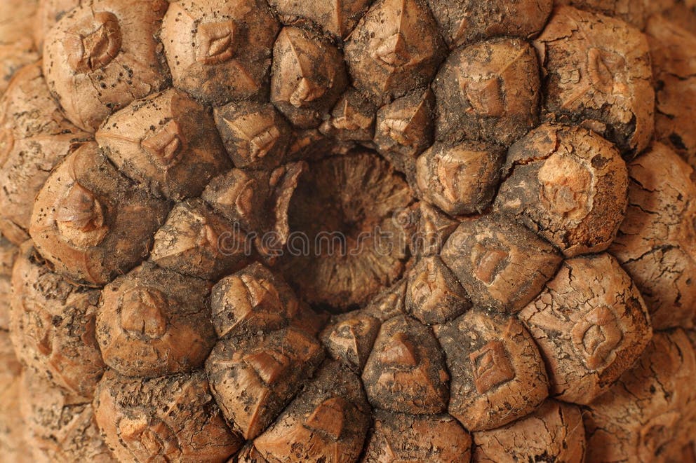 Cone texture stock photo. Image of detail, macro, tree - 13770510