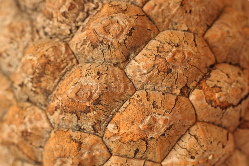 Cone texture stock photo. Image of detail, decoration - 13770538