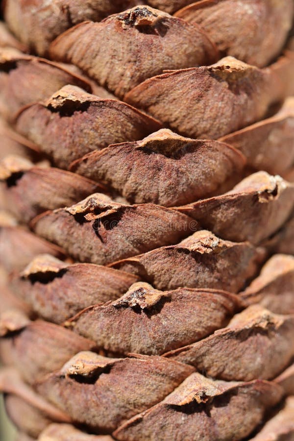 Fir cone texture stock image. Image of texture, macro - 1388237
