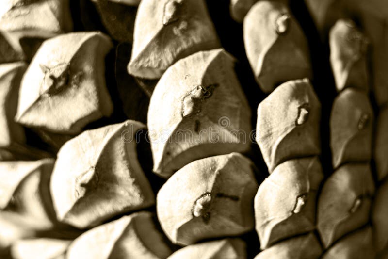 Cone Texture, Macro Photograph Stock Image - Image of texture, closeup ...